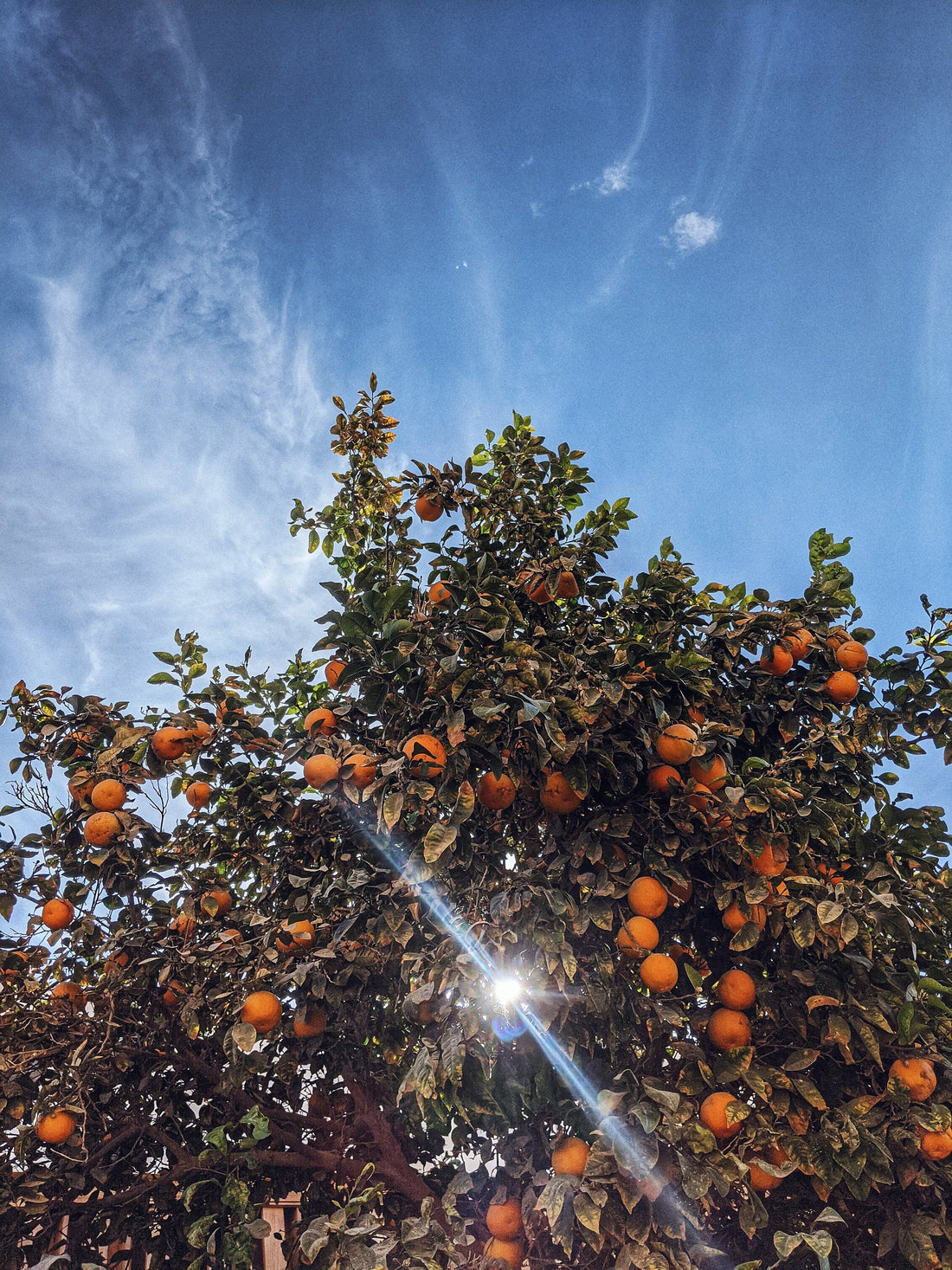 Tiny Oranges – Little Cow Co.
